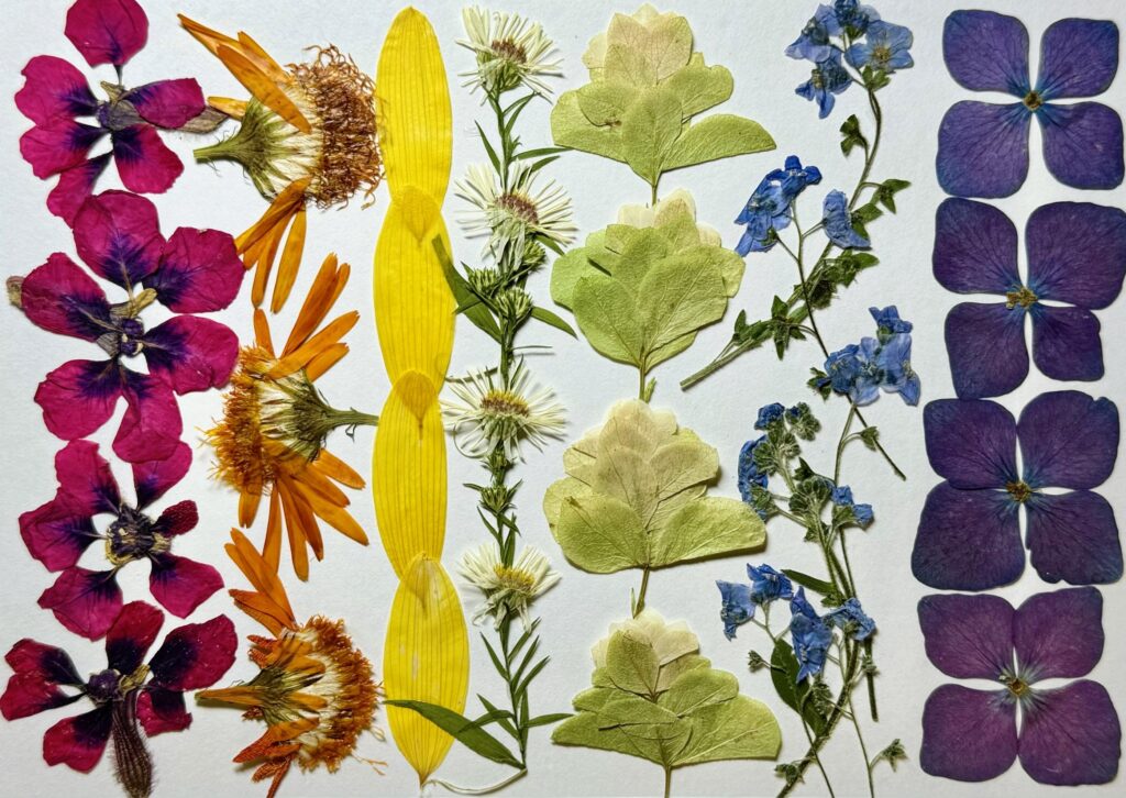 Just Like Candy - Kelly Mieszkalski - Fine Art Photography & Pressed ...