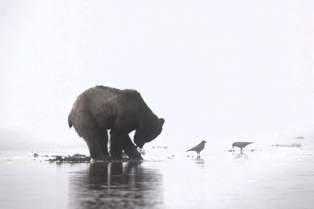 Misty Morning - Kelly Mieszkalski - Fine Art Photography & Pressed ...